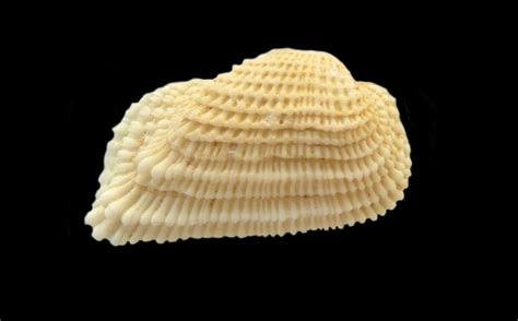 Ribbed Ark Shell Mexican Ribbed Ark Shell Mexican