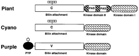Domains Conserved Among Various Phytochrome Like Sequences Download