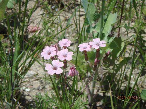 석죽과의 말뱅이나물진분홍꽃 비누풀흰 꽃 끈끈이대나물진분홍꽃하천가의 6월초