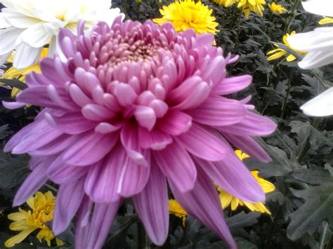 Bunga Indah Malino Bim Klasifikasi Bunga Krisan