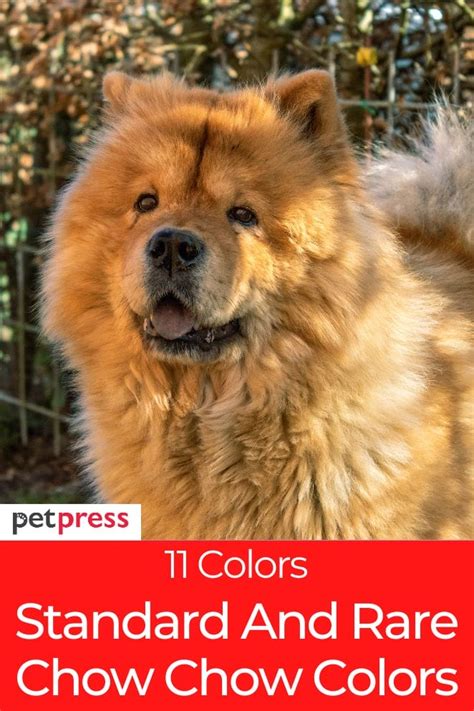 What Are The Chow Chow Colors Color Varieties Of Chow Chows