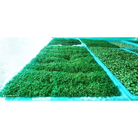 Five Layer Hydroponic System At 35000000 Inr In Ahmedabad Miracle