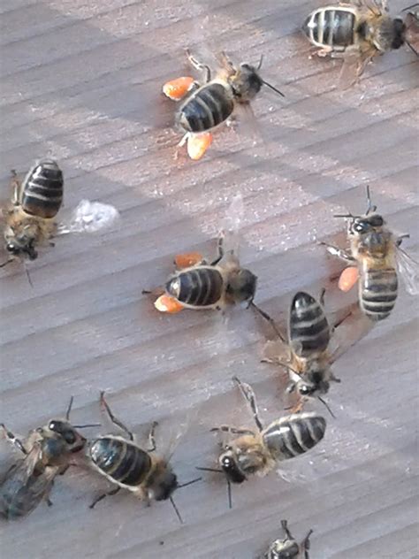 Poplar Leaf Rust Spores Beespoke Info