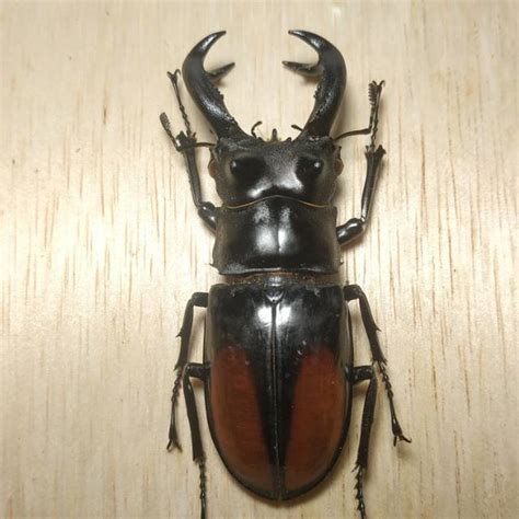 Jual Awetan Serangga Asli Taxidermy Kumbang Capit Parryi Shopee Indonesia