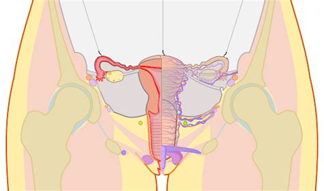 The Reproductive System Anatomy Human Anatomy And Physiology Laboratory Manual Understanding