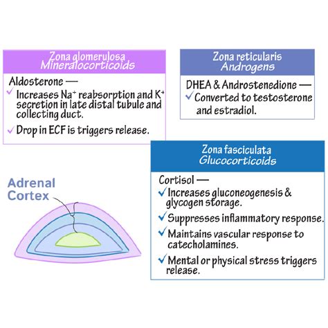 Adrenal Gland Layers