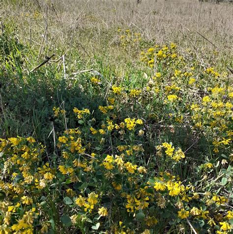 دودة الأرض والزراعة العضوية