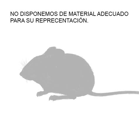 Ratón De Pie Sedoso Museo Ediciones Biblioteca Gráfica De La Fauna