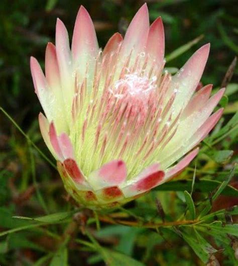 Protea Ruby Blush Plants Buy Now At Ladybird Nursery