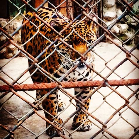 Pantera Onca Jaguar Ancestro Maya