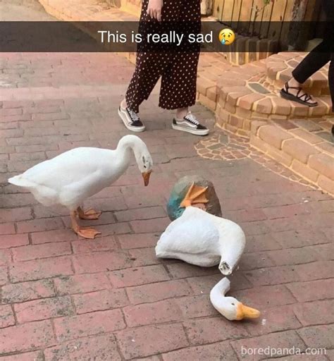 30 Of The Funniest Animal Memes To Make Your Day As Seen On This
