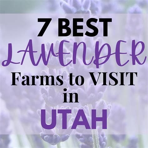 650 Lavender Farms Across The United States A Complete Guide