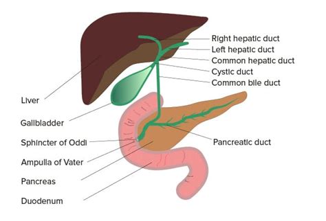Pancreas Model Ampulla Of Vater
