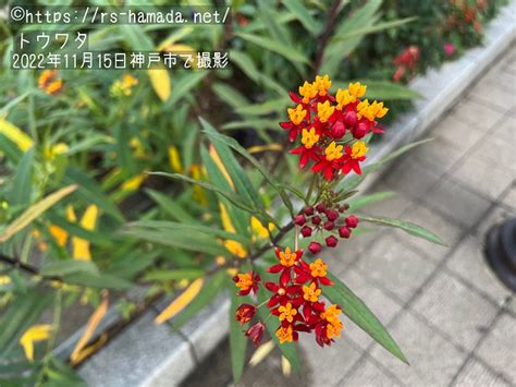 トウワタの花言葉と由来｜自然植物図鑑
