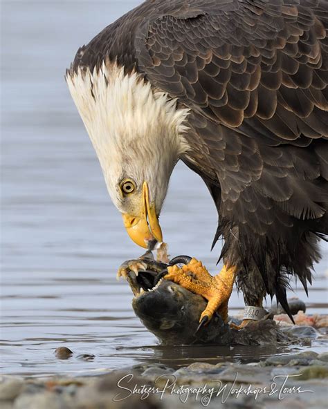 Food Of Eagle Bird At Chloe Snider Blog