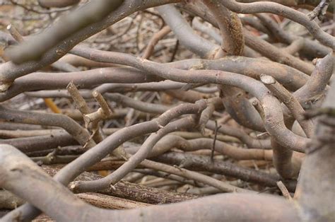 Avoid Overfitting By Early Stopping With Xgboost In Python