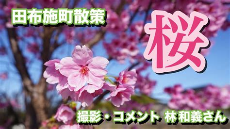【桜】 撮影・コメント 林和義さん Youtube