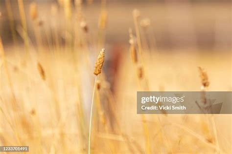 High Resolution Grass Photos And Premium High Res Pictures Getty Images