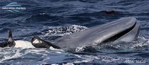 In Photos Huge Group Of Orcas Take Down Blue Whale In Dramatic Hunt