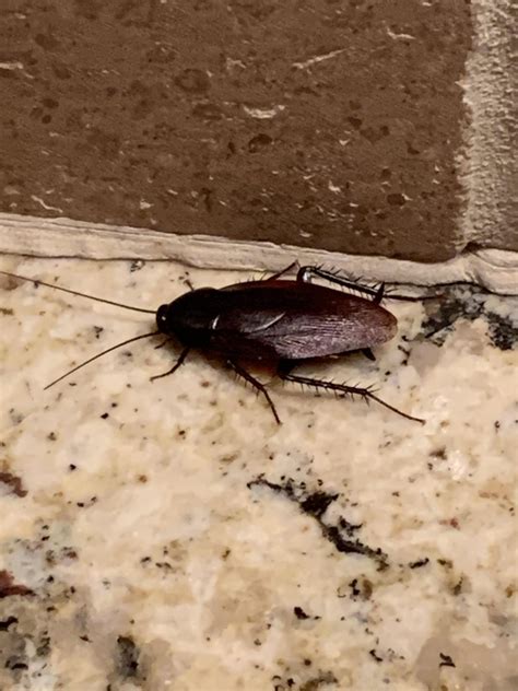 Bug Identification What Kind Of Cockroach Is This Here Rpestcontrol
