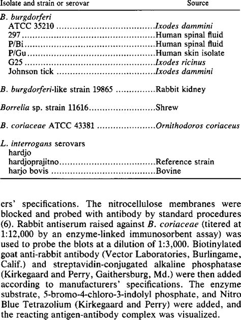 Borrelia And Leptospira Species Used Download Table