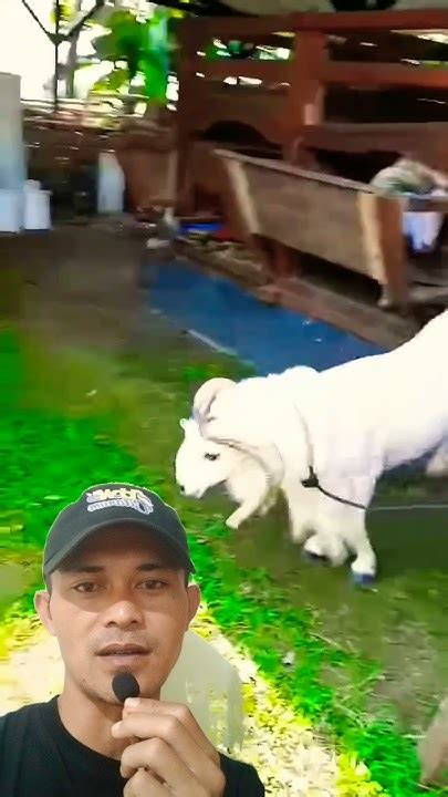 Besar Usia 2 Tahun Berat Badan Mencapai 80 Kg Sangat Pantastis Beternakdombagarut