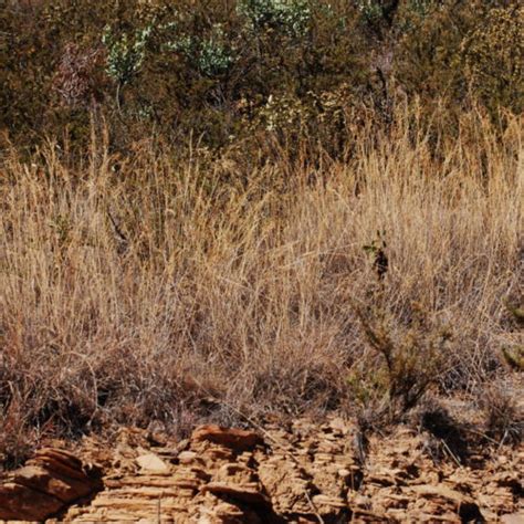 Loudetia Simplex Wildflower Nursery