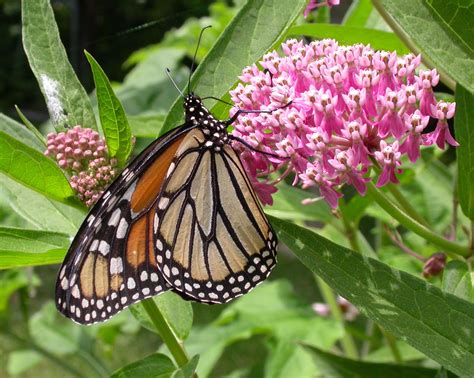 Monarch Butterfly Milkweed