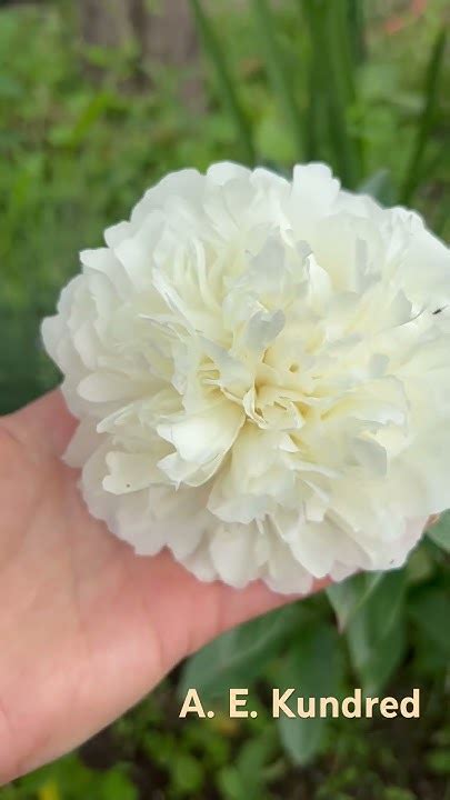 Пион Молочноцветковый Кундред А.Е. #paeonia - YouTube