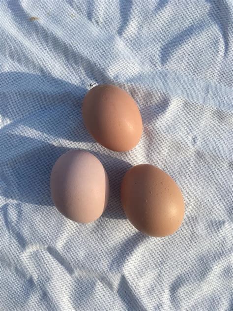 Vejce Z Kurníkucz Čerstvá Domácí Vejce Adopce Slepice