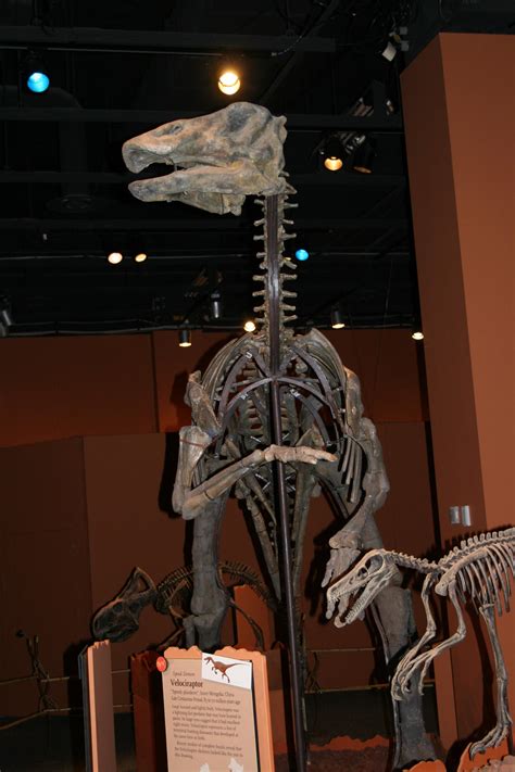 Bactrosaurus 3 By Paleoguy On Deviantart