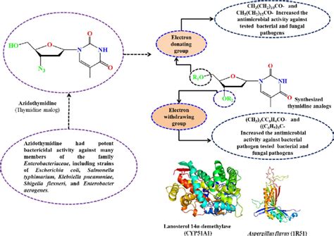 Structure Activity Relationship Study Of The Synthesized Thymidine