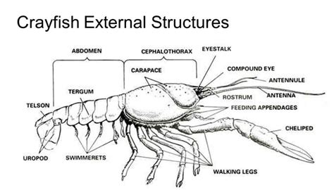 Crayfish Antenna Function At Laura Black Blog