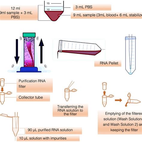 Schematic Of The Laboratory Methodology Used A Rna Isolation