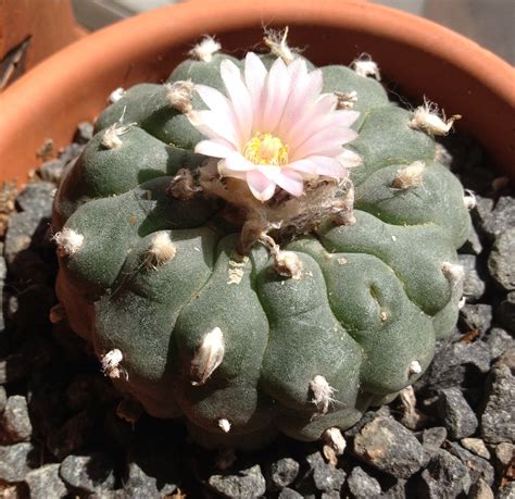 Vancouver Seed Bank 3 Magic Peyote Cactus Need New Homes