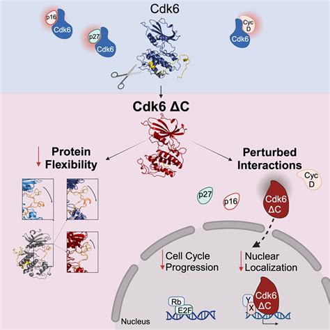 Cdk6s Functions Are Critically Regulated By Its Unique C Terminus