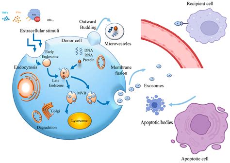 Small Extracellular Vesicles Derived From Induced Pluripotent Stem
