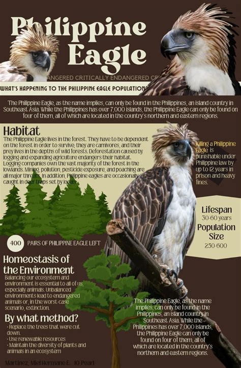 Philippine Eagle Infographic Poster