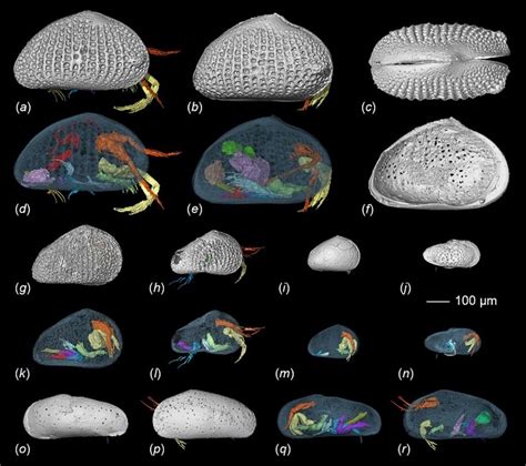Giant Ostracod