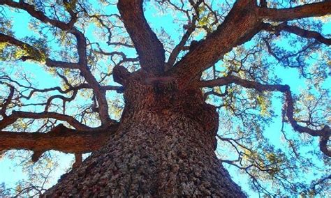 Trees Increasing Property Values