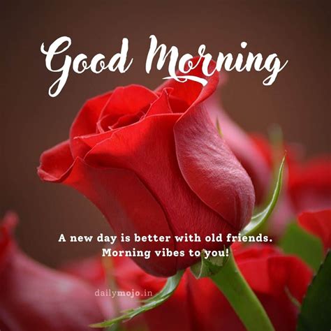 Best 100 Good Morning Flower Images Wishes And Quotes