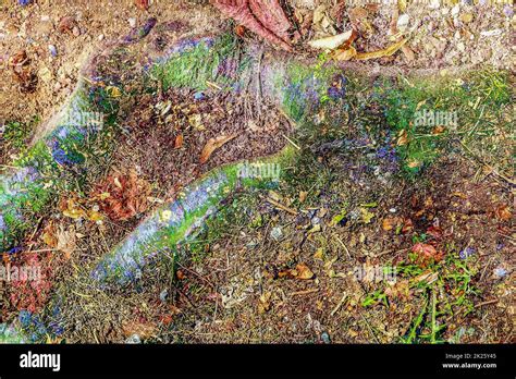 Detailed Close Up View On A Forest Ground Texture With Moss And
