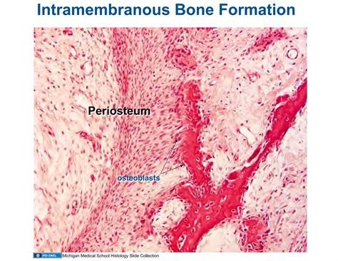 101308 Histology Bone Formation And Remodeling Pdf