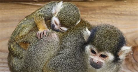 Photos Show The Trio Of Adorable Monkeys Born At Woburn Safari Park