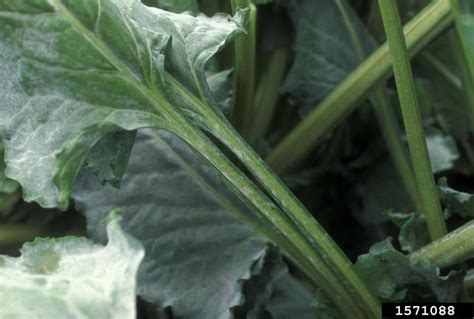 Beet Diseases And Pests Description Uses Propagation