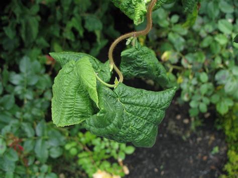 Filbert European Treebrowser Usu