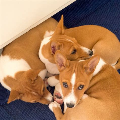 Three Basenji Puppies Relaxing Together