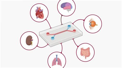 Spheroids And Organoids On Organ On Chip Platform Facellitate