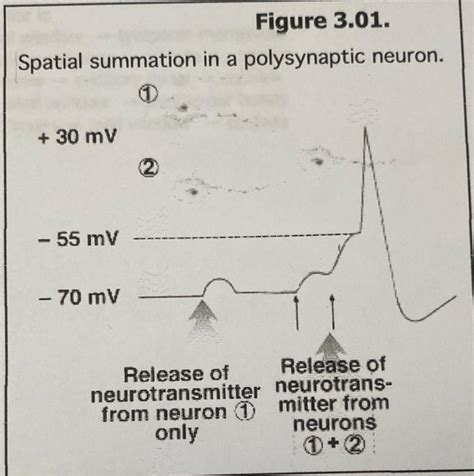 Get Answer Spatial Summation A Occurs When A Single Neuron