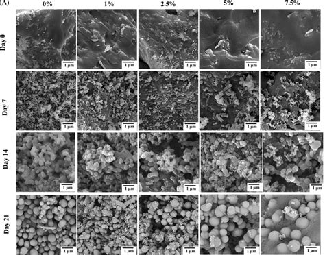the sem micrographs of the mbgs doped with zn a cu b and zn cu